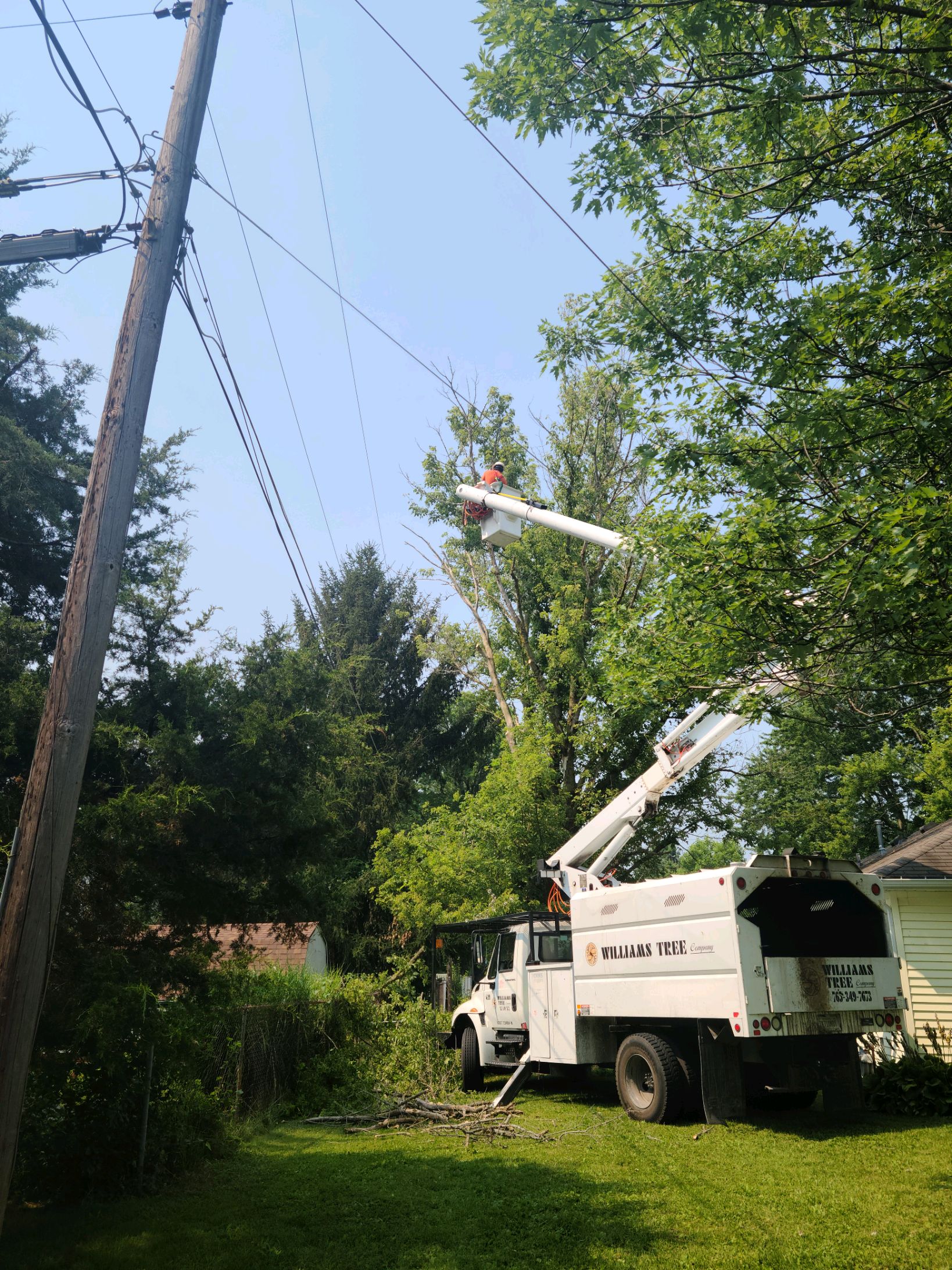 Tree Pruning: The Key to Healthy and Safe Trees - Williams Tree Company