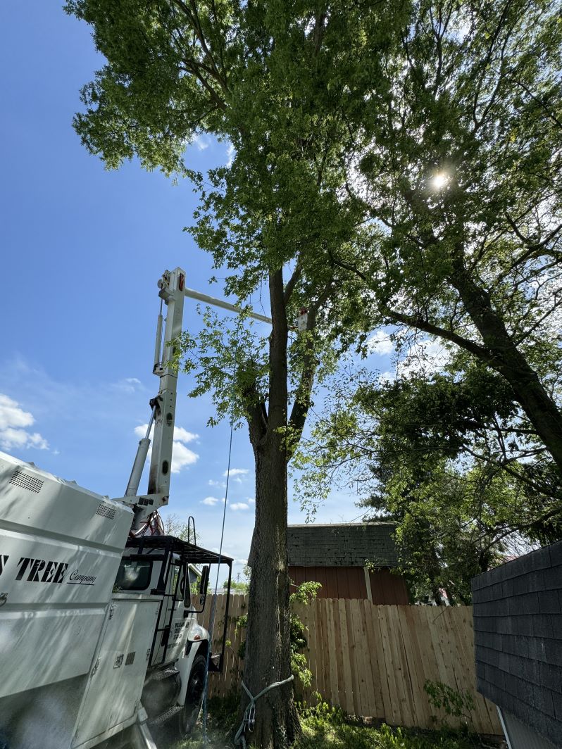 Dominate Your Yardwork: Top Tree Trimming Tools Revealed - Williams ...