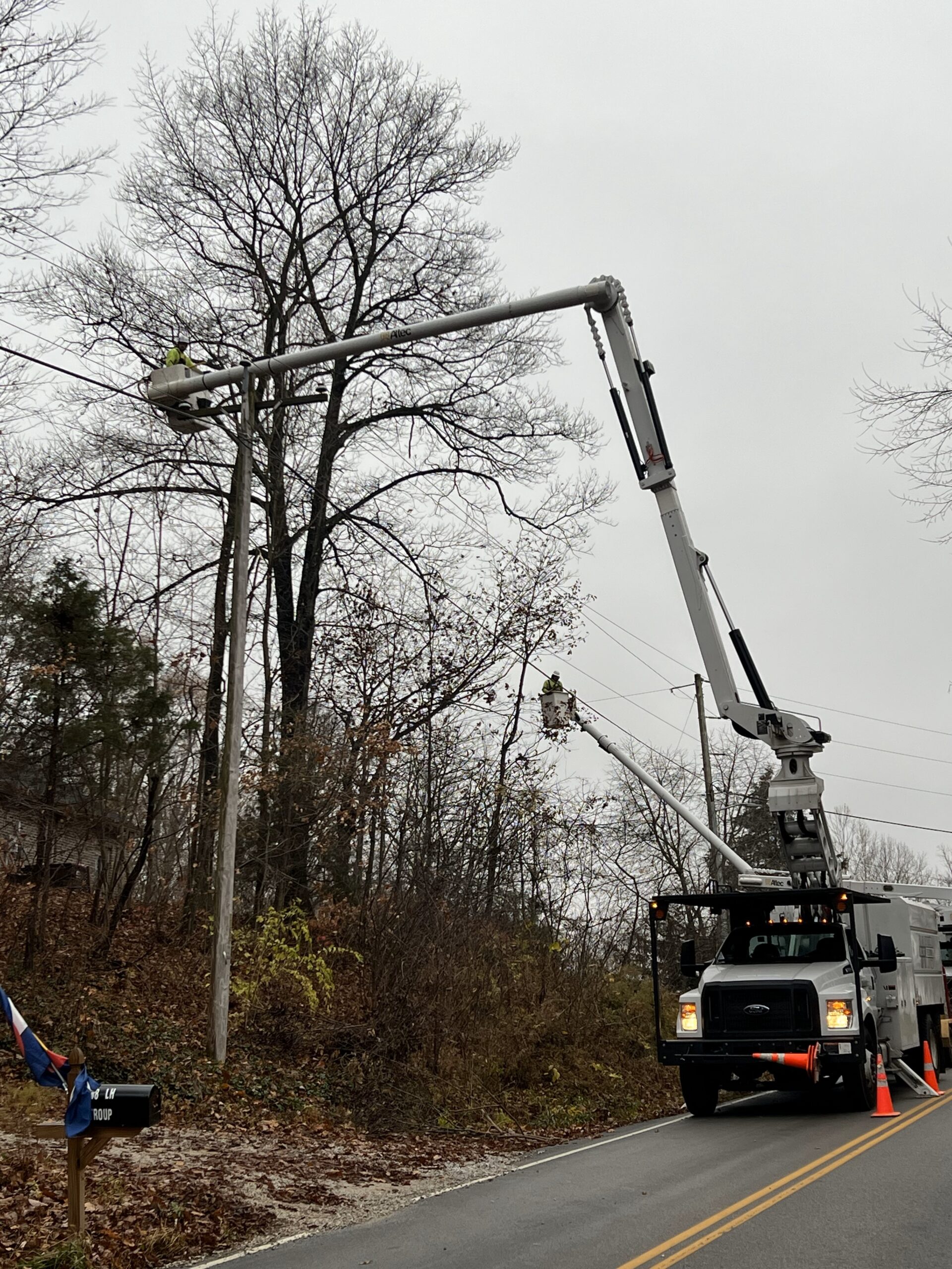 How Do I Know My Tree Needs Removed? - Williams Tree Company